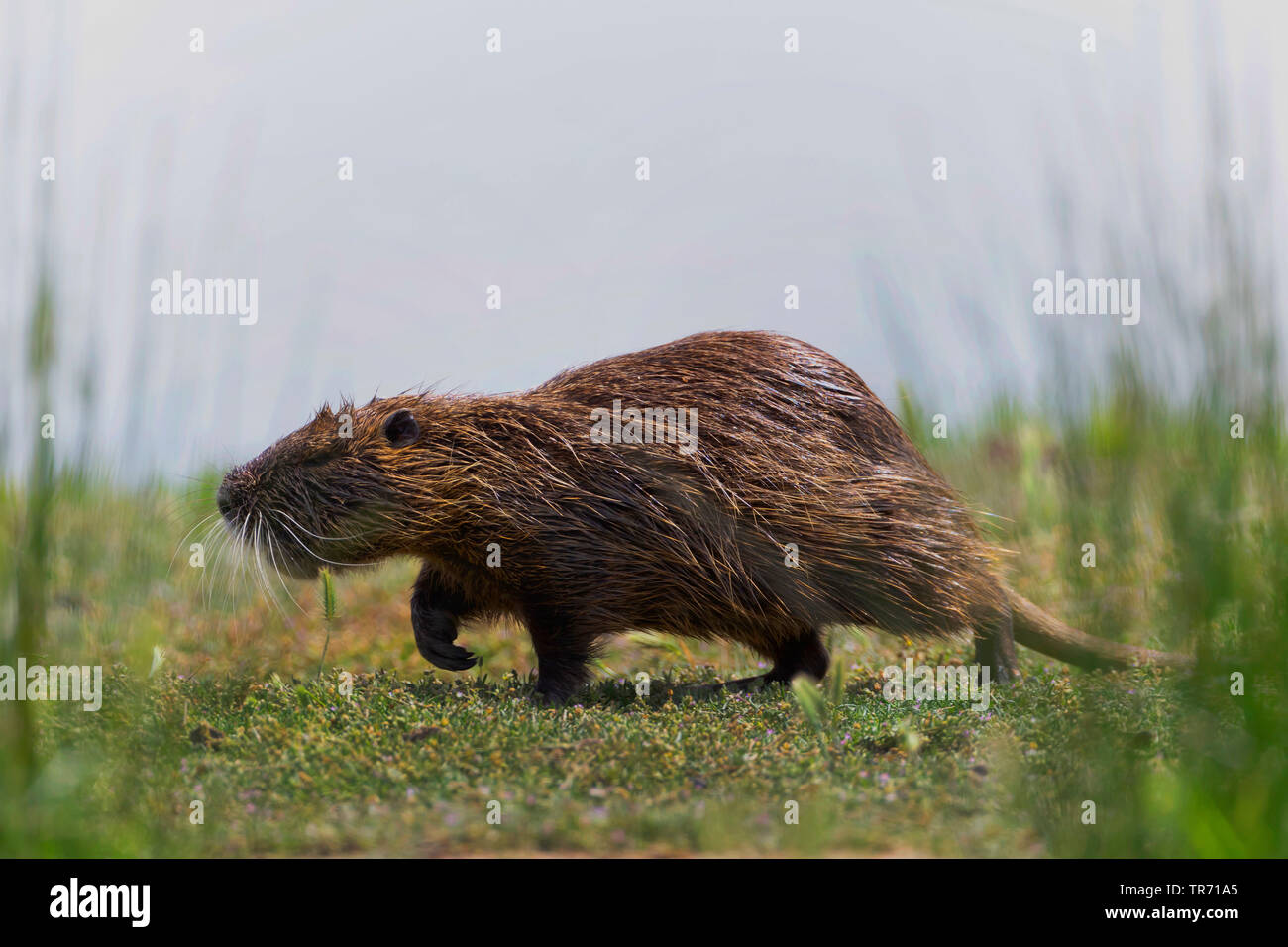 coypu, nutria (Myocastor coypus), walking, side view, Germany Stock ...