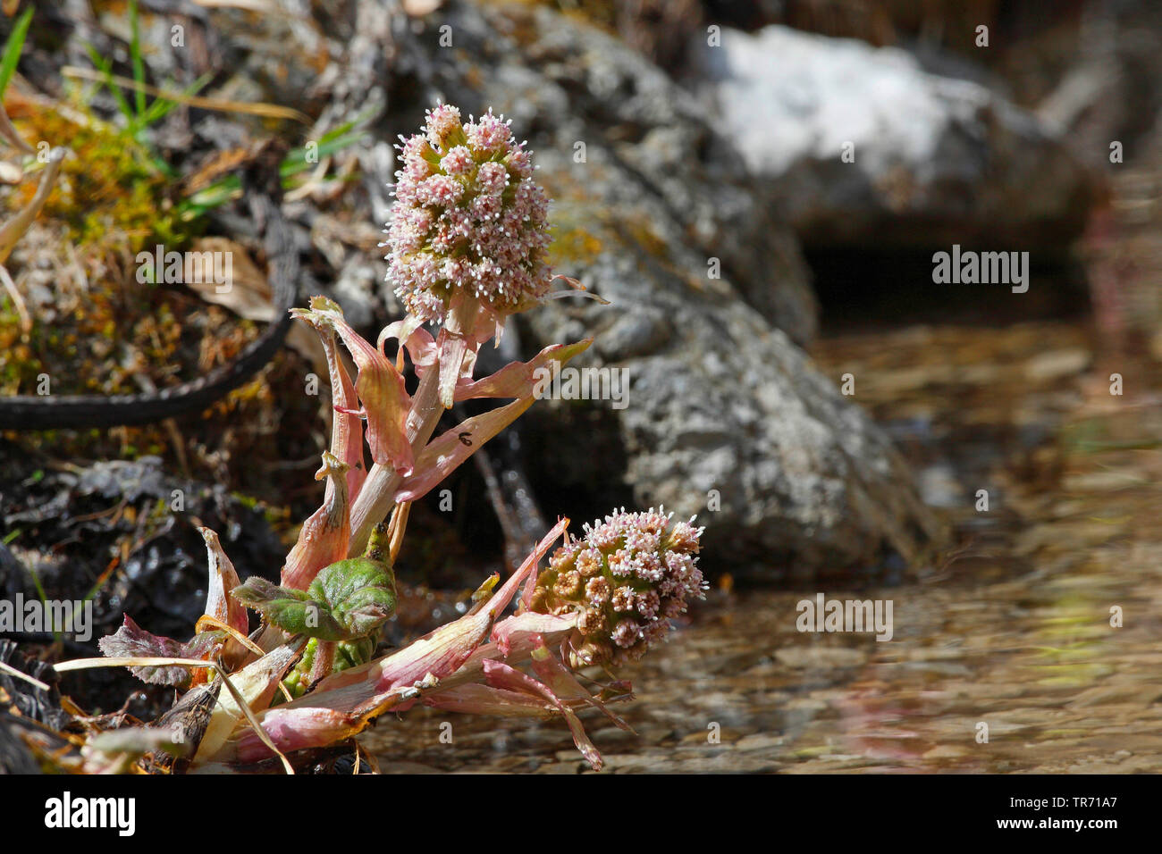 Alpine butterburr (Petasites paradoxus), blooming by the waterside ...