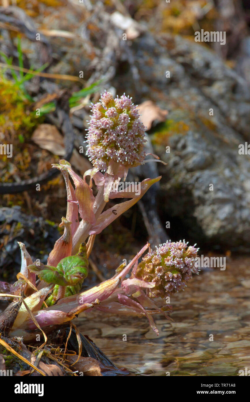 Alpine butterburr (Petasites paradoxus), blooming by the waterside ...