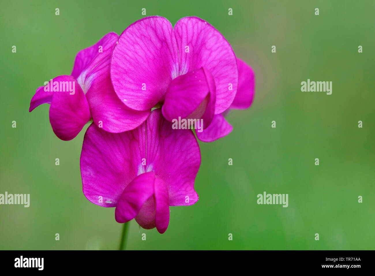earth-nut peavine, tuberous vetchling, tuberous pea (Lathyrus tuberosus ...