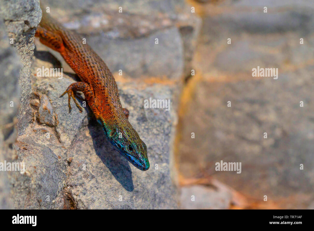 Blue-throated keeled lizard, Dalmatian Algyroides (Algyroides ...