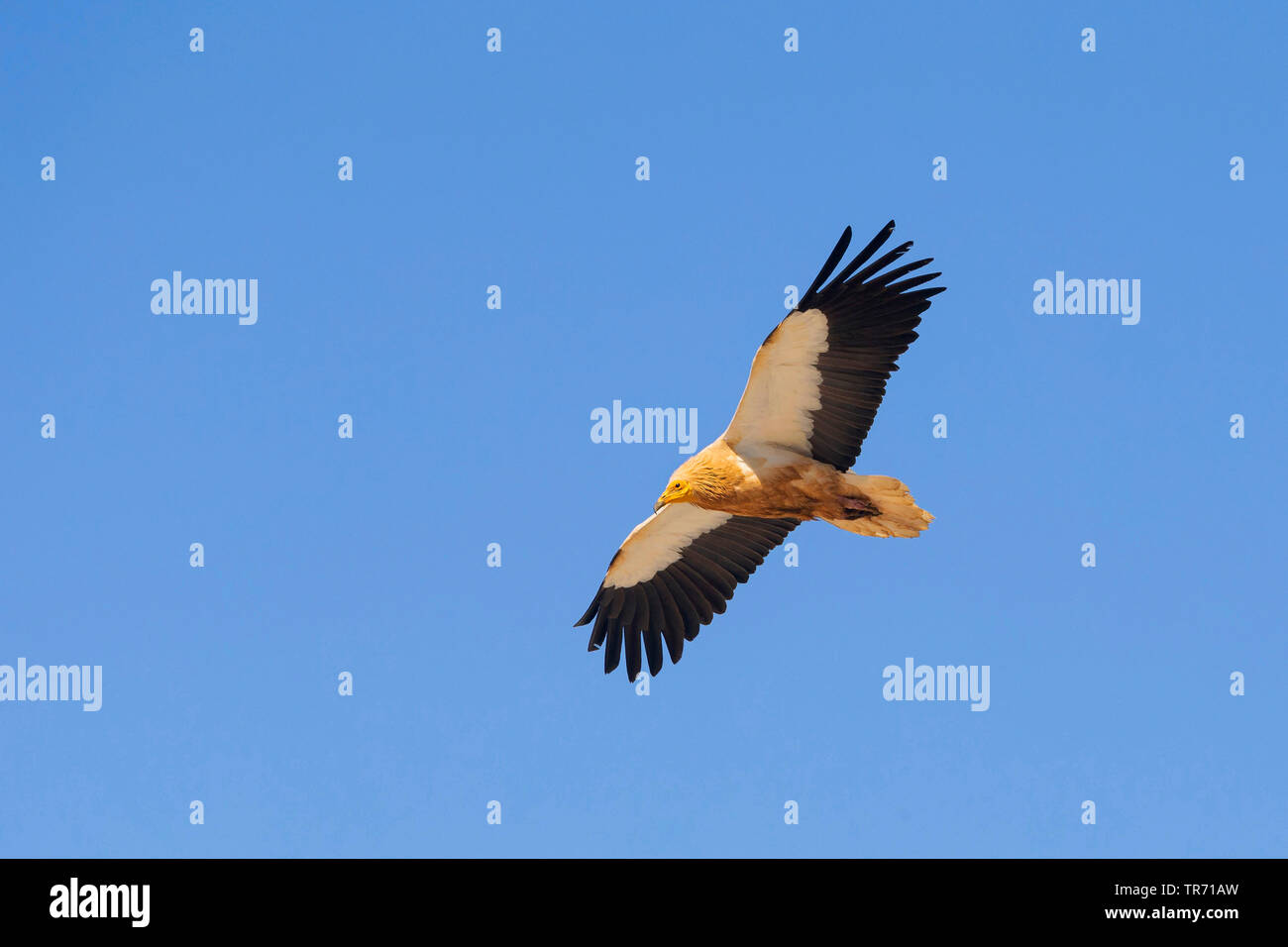 Egyptian vulture in flight hi-res stock photography and images - Alamy