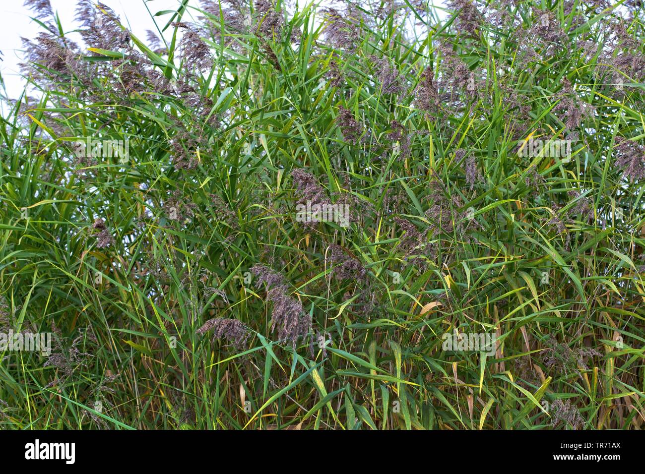 reed grass, common reed (Phragmites communis, Phragmites australis ...