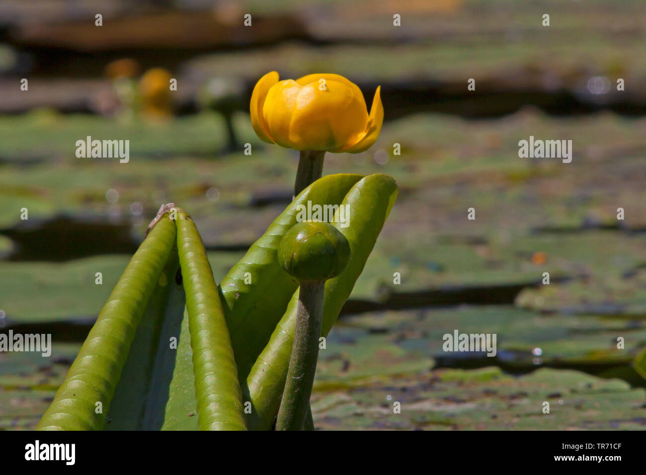 Yellow Water Lily High Resolution Stock Photography and Images - Alamy