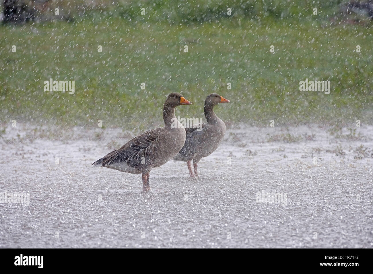 Rain birds two england hi-res stock photography and images - Alamy