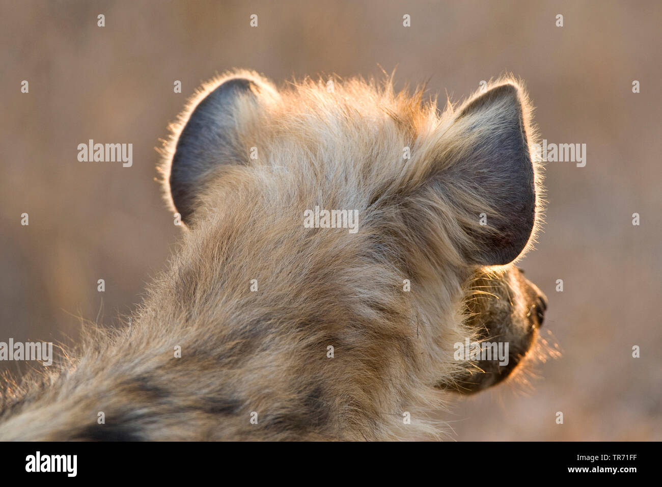 spotted hyena (Crocuta crocuta), gead, rear view, South Africa, Krueger ...
