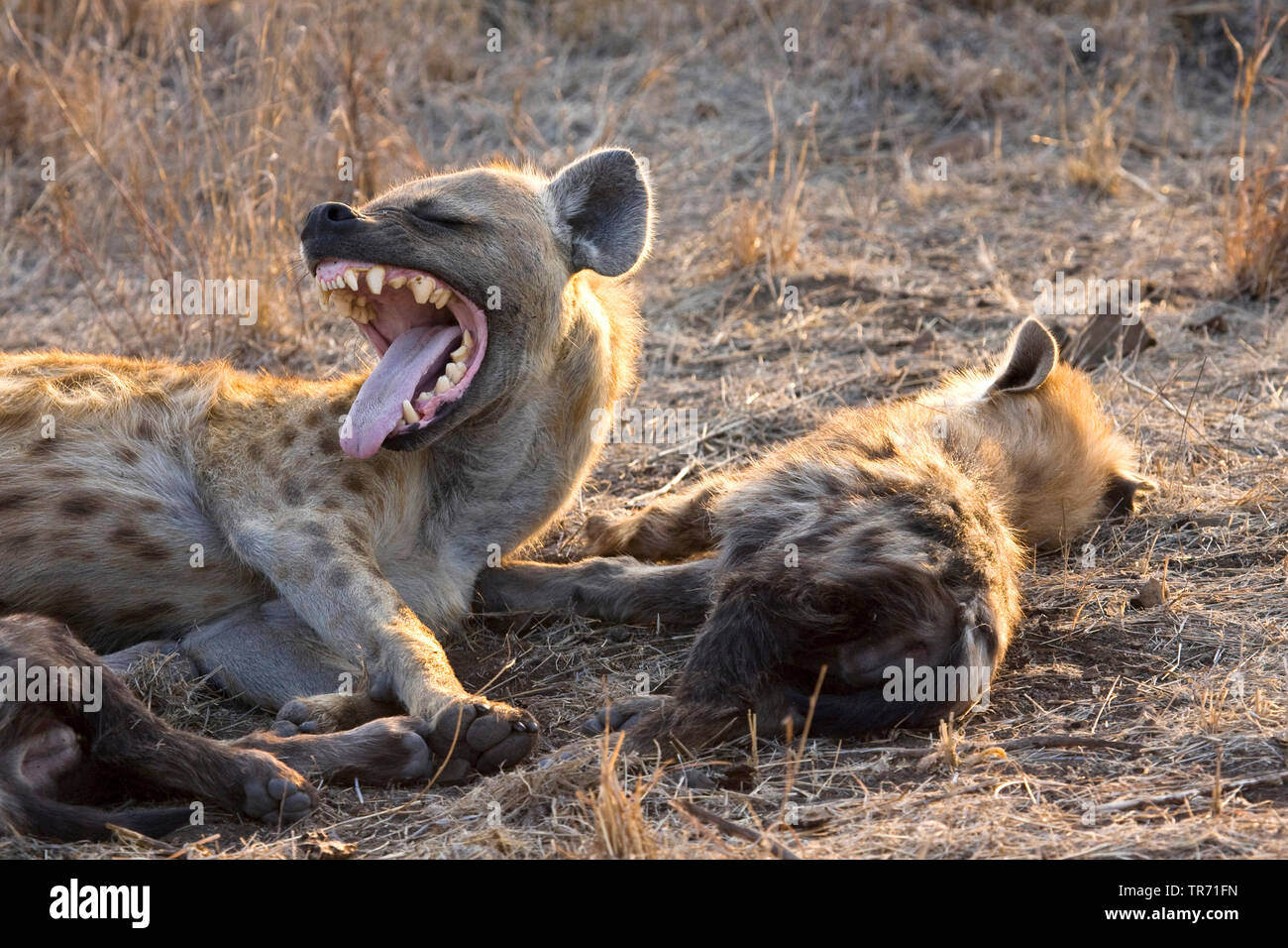 Hyena yawning hi-res stock photography and images - Alamy