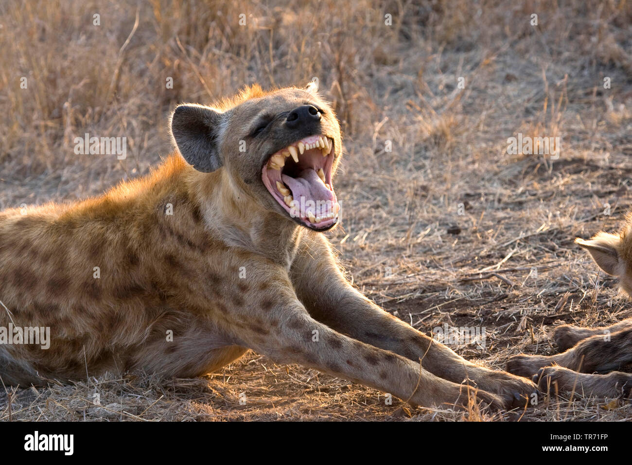 spotted hyena (Crocuta crocuta), yawning, South Africa, Krueger ...