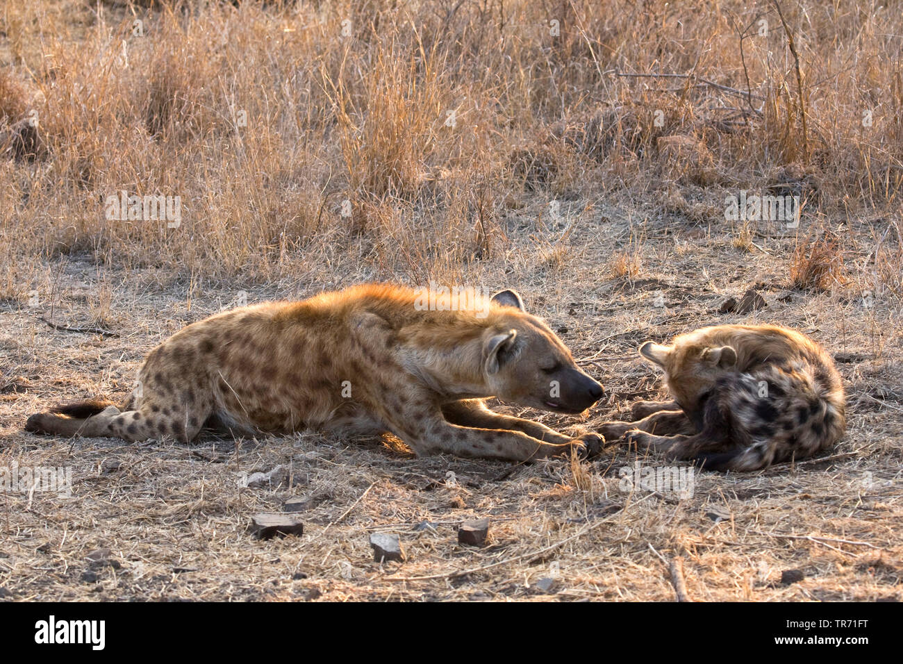 spotted hyena (Crocuta crocuta), female with juvenile, South Africa ...