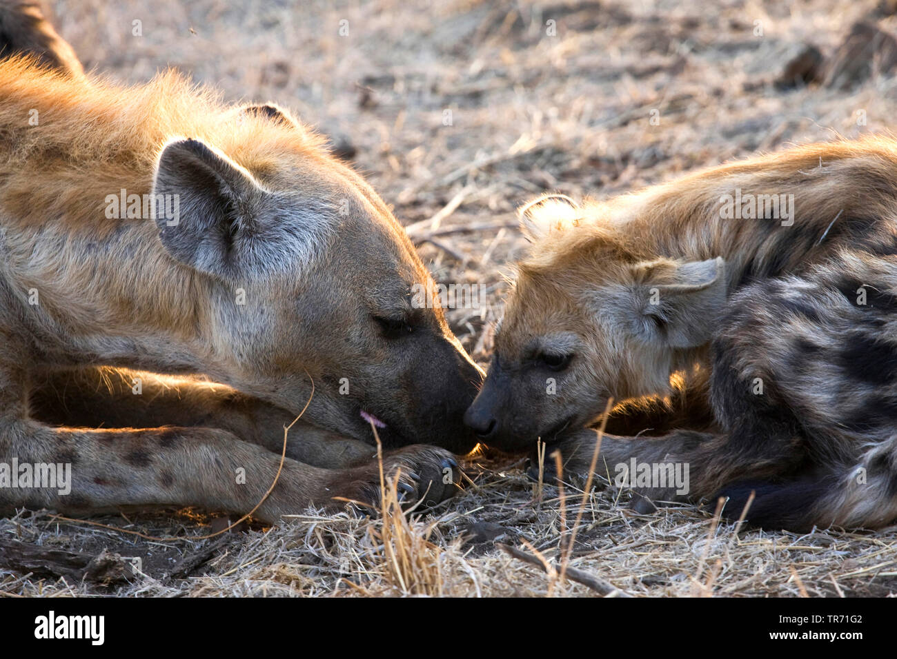 spotted hyena (Crocuta crocuta), female with juvenile, South Africa ...