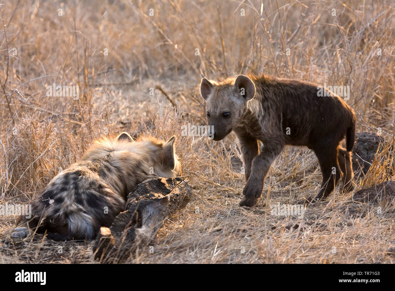 Spotted hyena female hi-res stock photography and images - Alamy