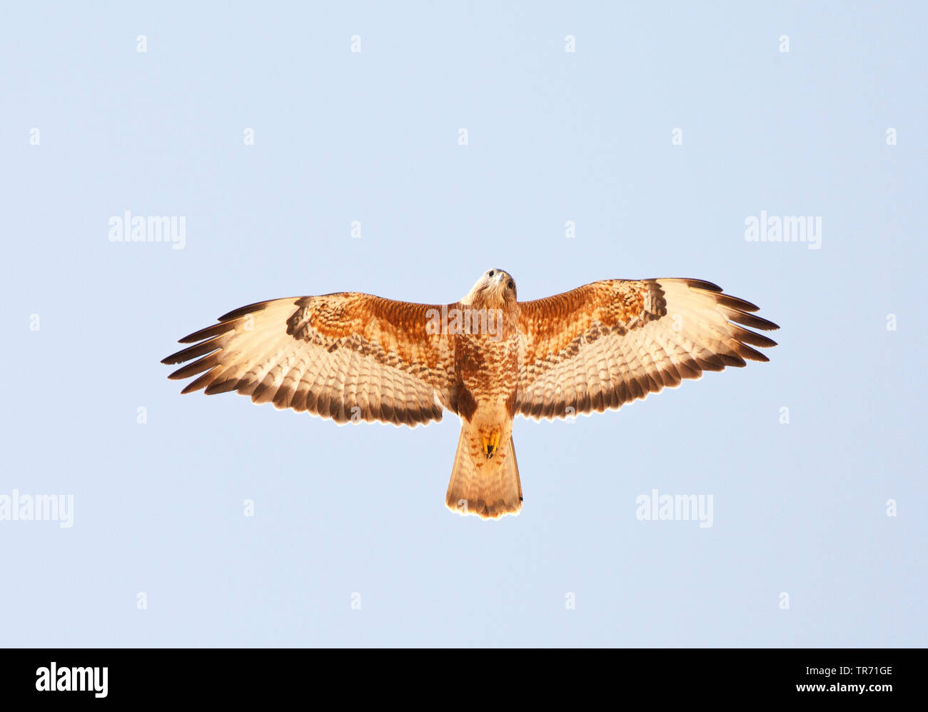 Buteo Buteo Vulpinus