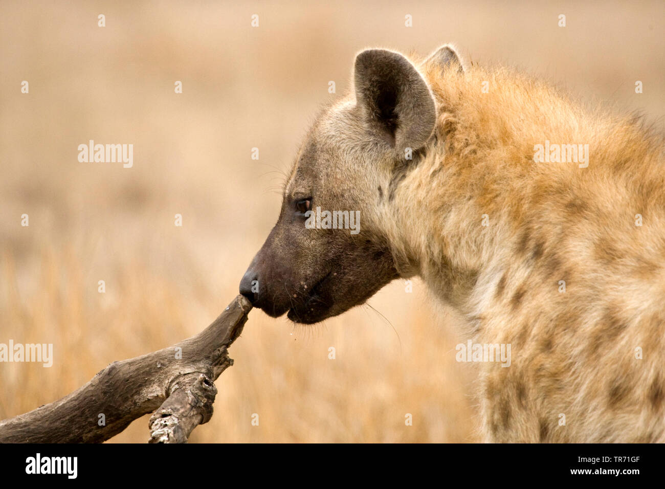 spotted hyena (Crocuta crocuta), sniffing a tree stump, South Africa ...