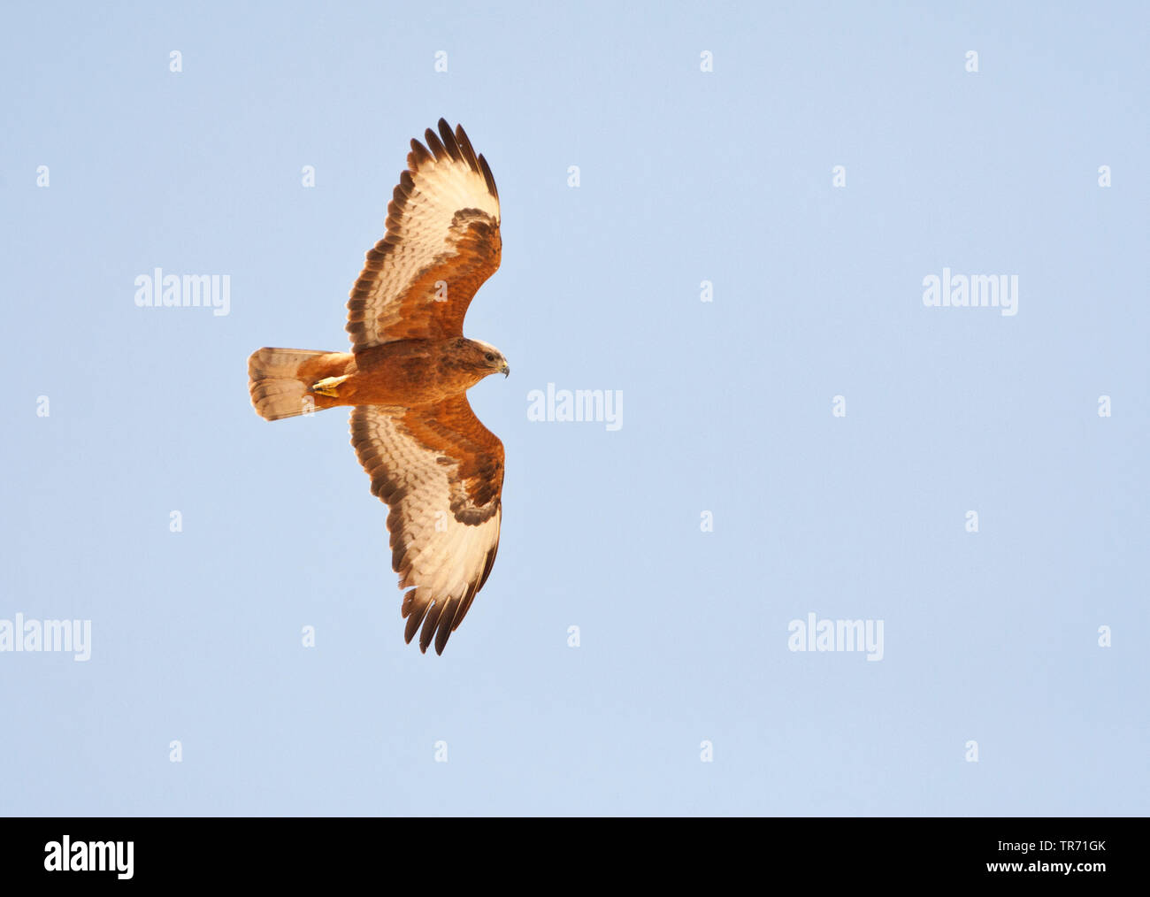 Steppe buzzard in flight hi-res stock photography and images - Alamy