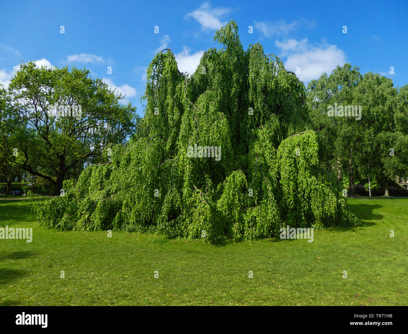 Weeping beech (Fagus sylvatica 'Pendula', Fagus sylvatica Pendula ...
