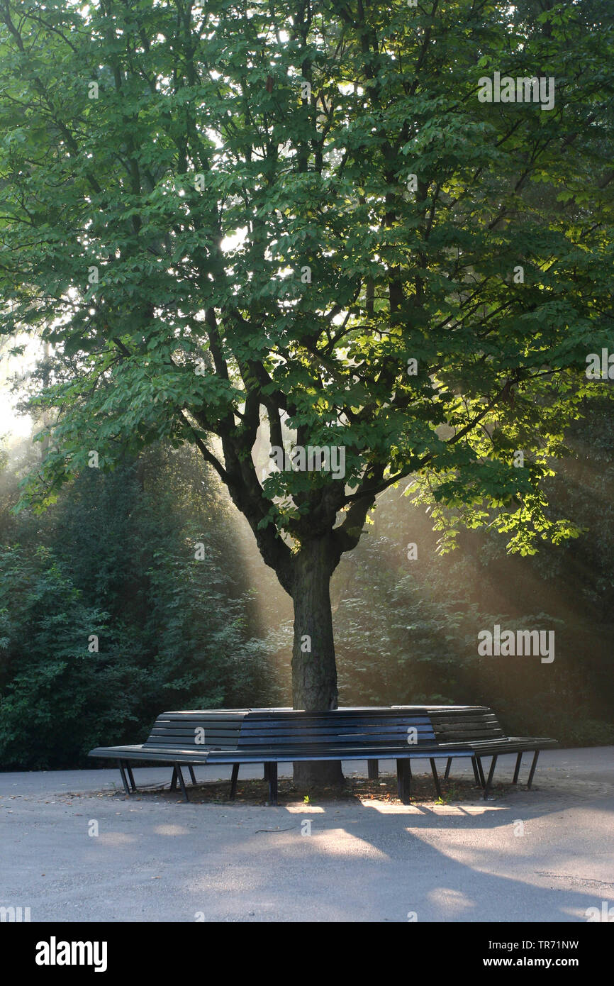 wooden bench Vondelpark Amsterdam, Netherlands, Amsterdam Stock Photo ...