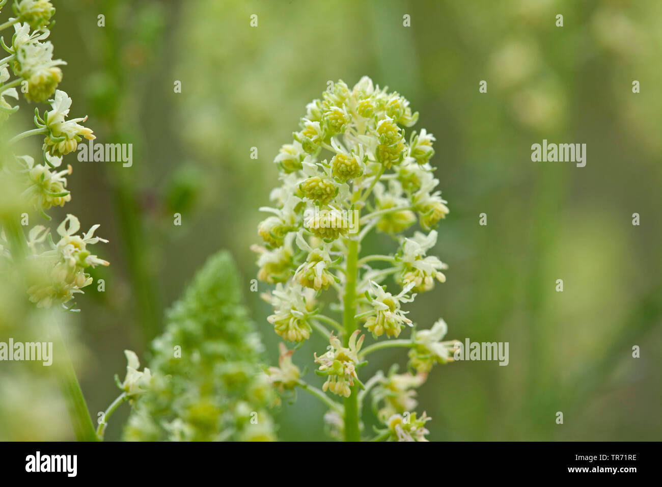 Yellow mignonette, Wild mignonette (Reseda lutea), blooming, Germany ...