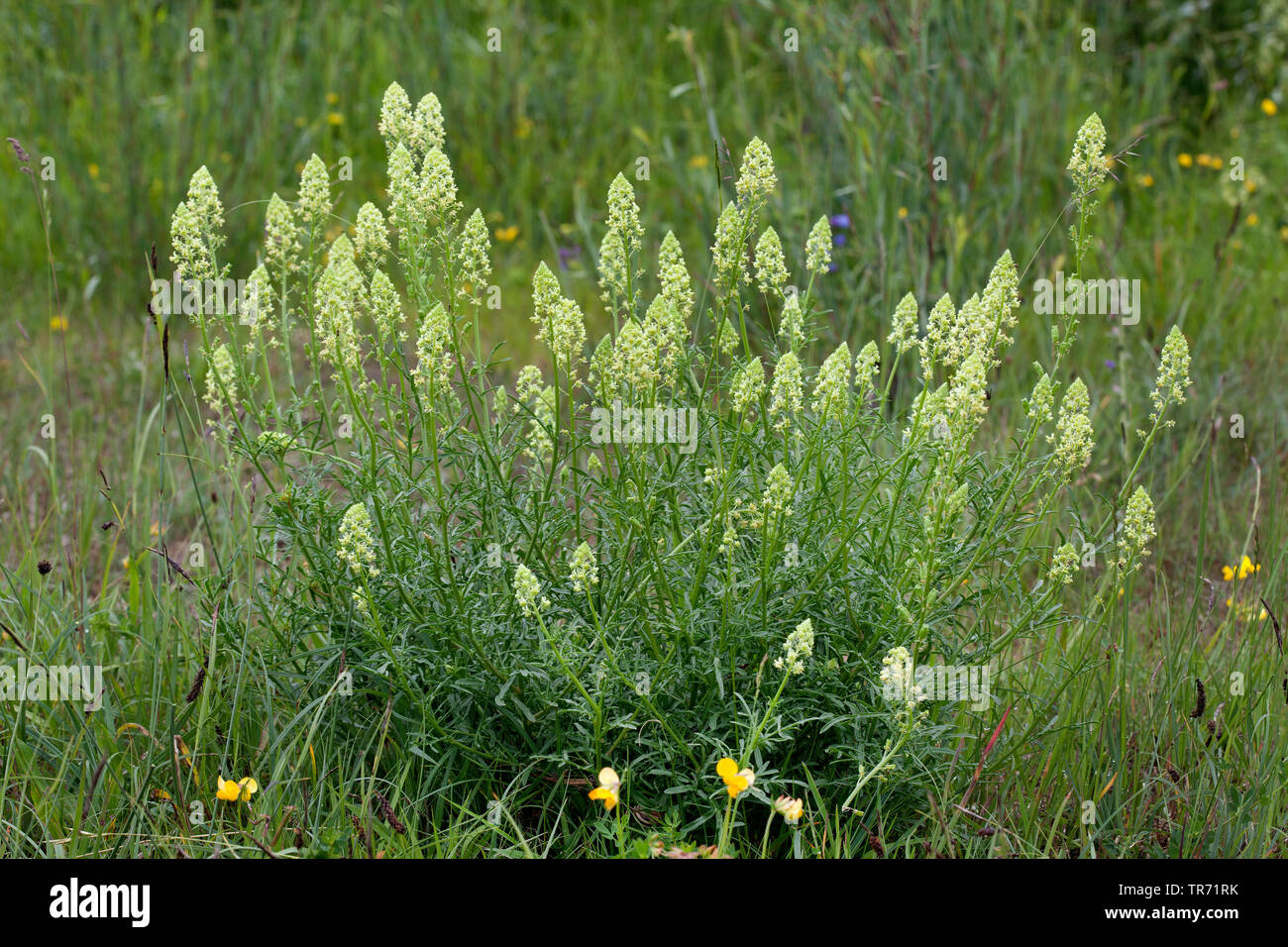 Yellow mignonette, Wild mignonette (Reseda lutea), blooming, Germany ...
