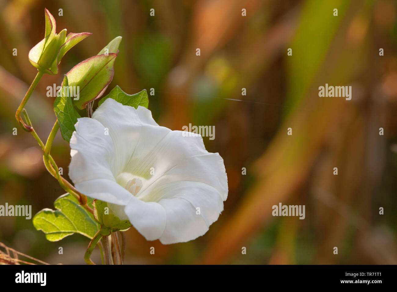 Bellbine, Hedge bindweed, Hedge false bindweed, Lady's-nightcap ...