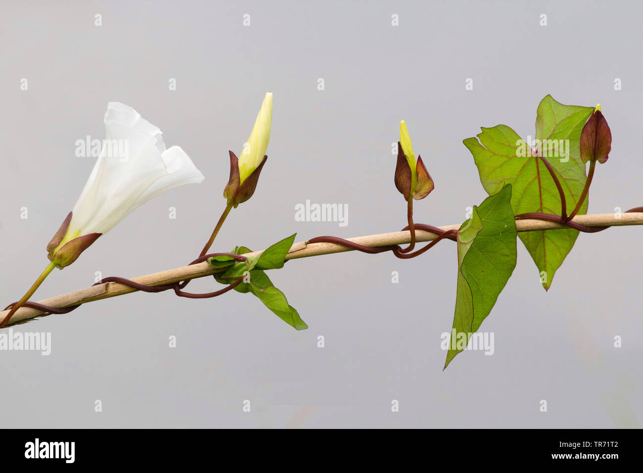 Bellbine, Hedge bindweed, Hedge false bindweed, Lady's-nightcap ...