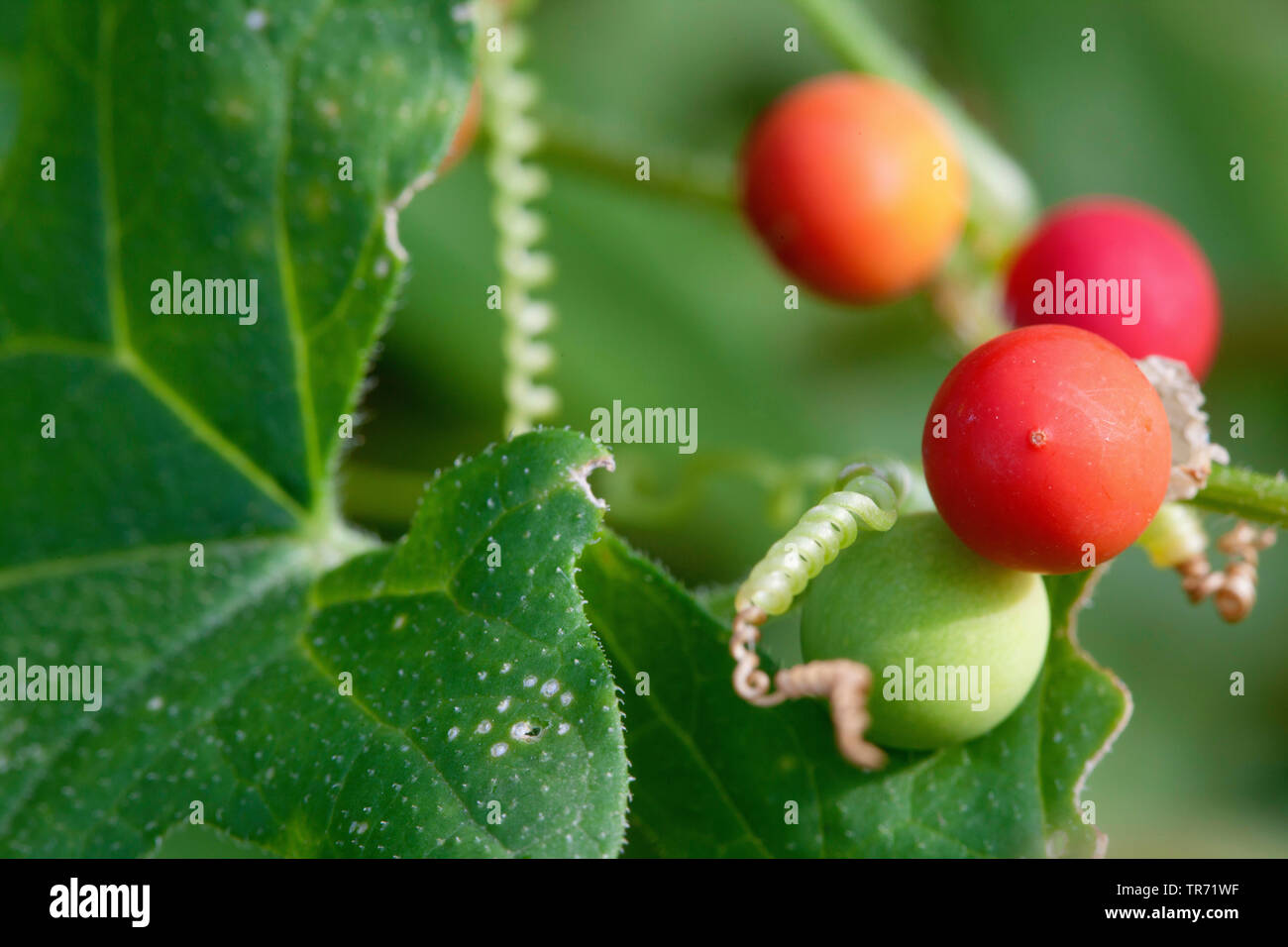 White bryony, Red bryony (Bryonia dioica, Bryonia cretica ssp. dioica ...