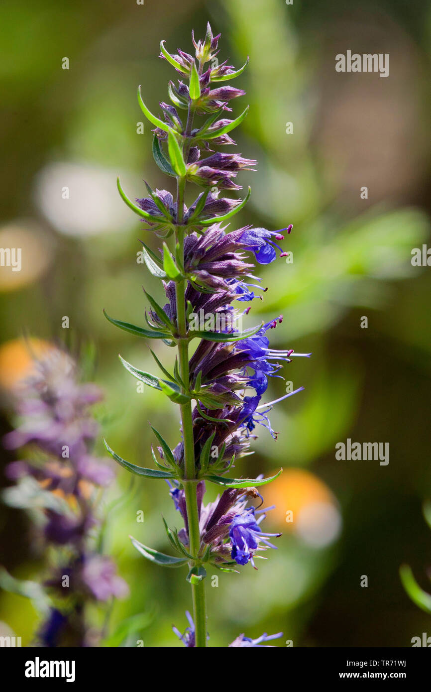 Hyssop plant hi-res stock photography and images - Alamy