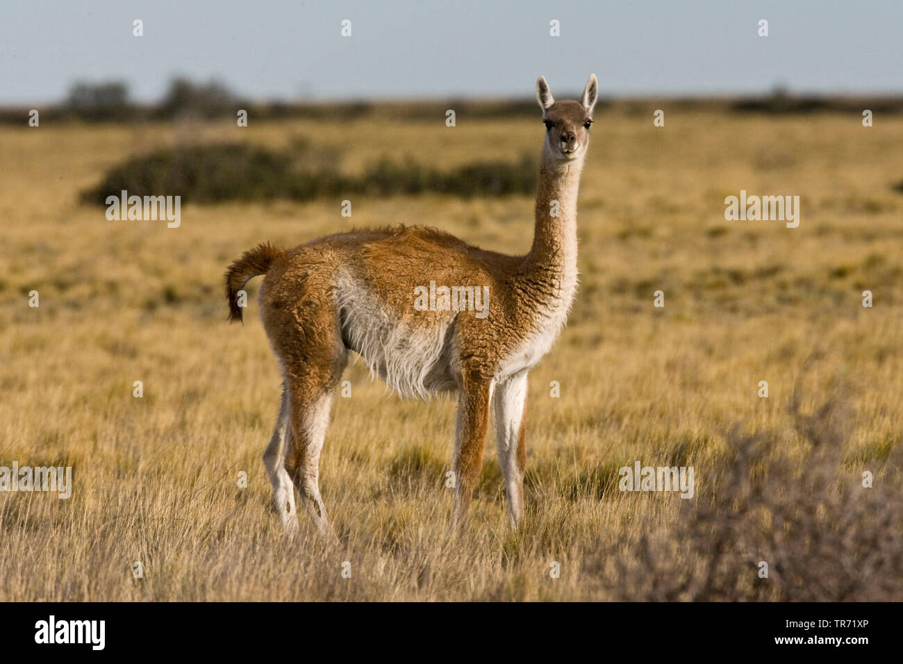 Guanaco and argentina hi-res stock photography and images - Alamy