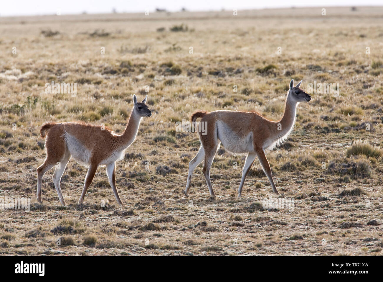 Guanaco and argentina hi-res stock photography and images - Alamy