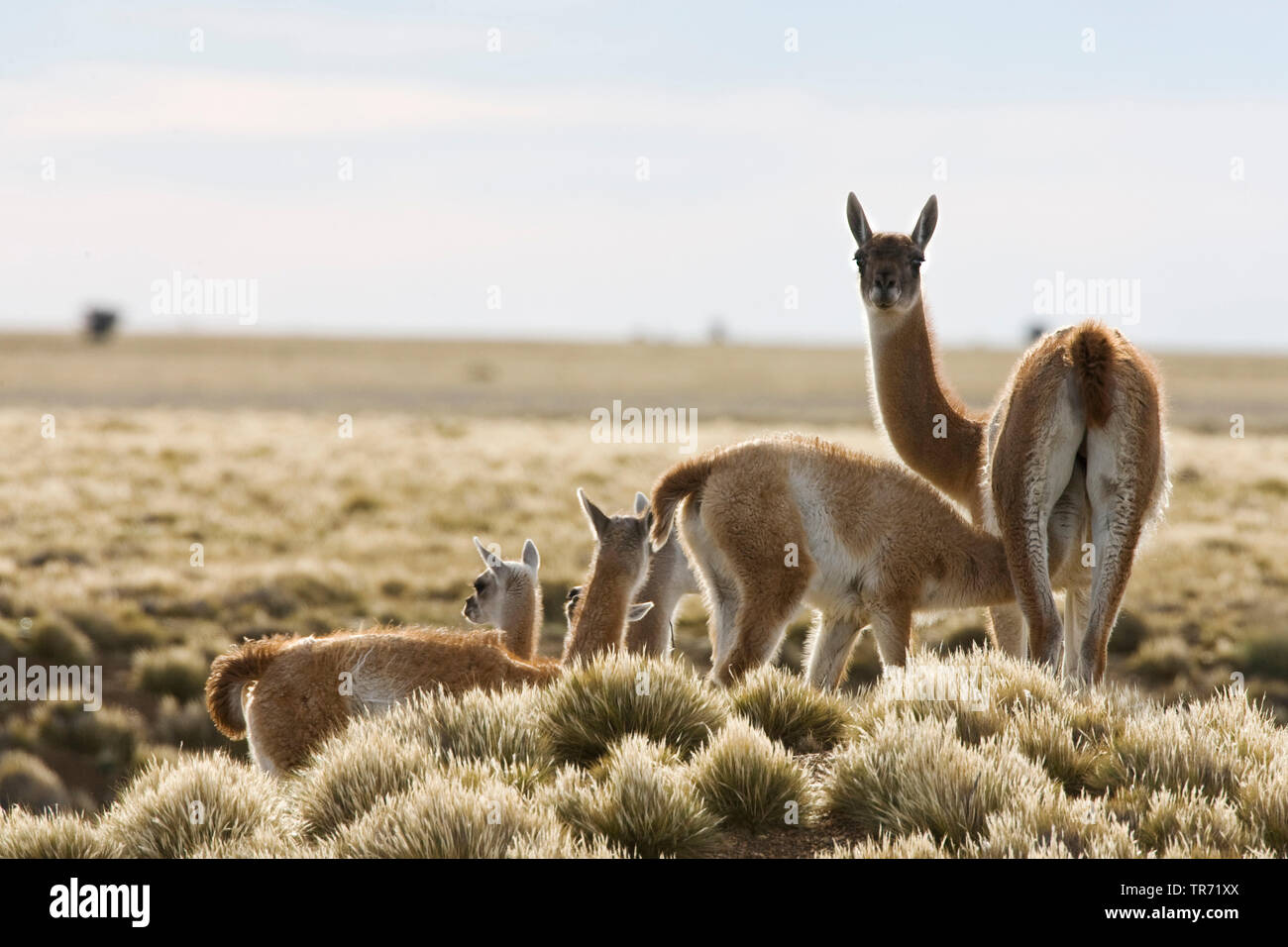 Guanacos argentina hi-res stock photography and images - Alamy