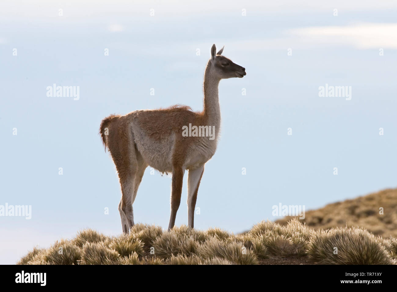 guanaco (Lama guanicoe), Argentina, Patagonia Stock Photo - Alamy