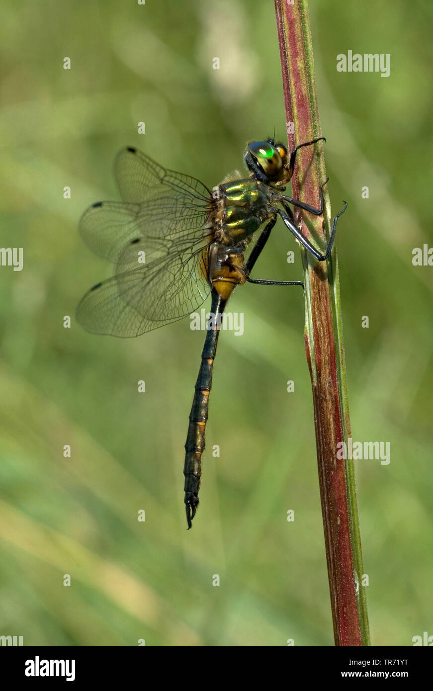 yellow-spotted emerald (Somatochlora flavomaculata), Netherlands Stock ...
