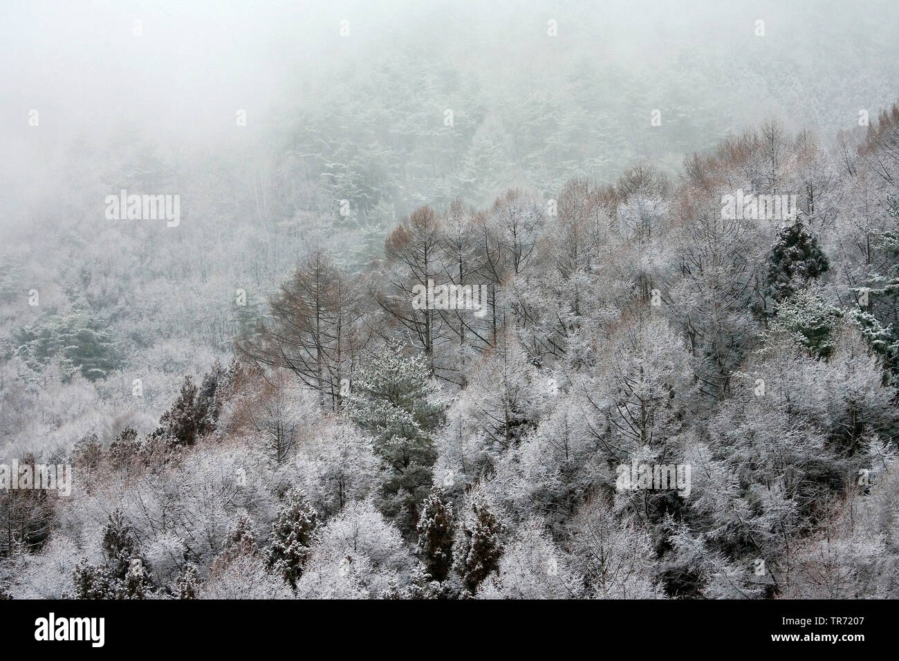 winter forest in Yudanaka, Japan, Yudanaka Stock Photo - Alamy