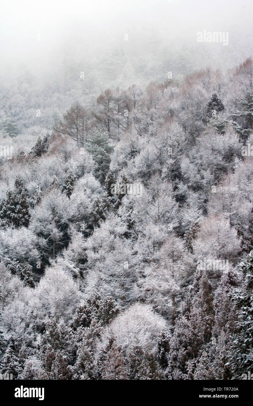 winter forest in Yudanaka, Japan, Yudanaka Stock Photo - Alamy