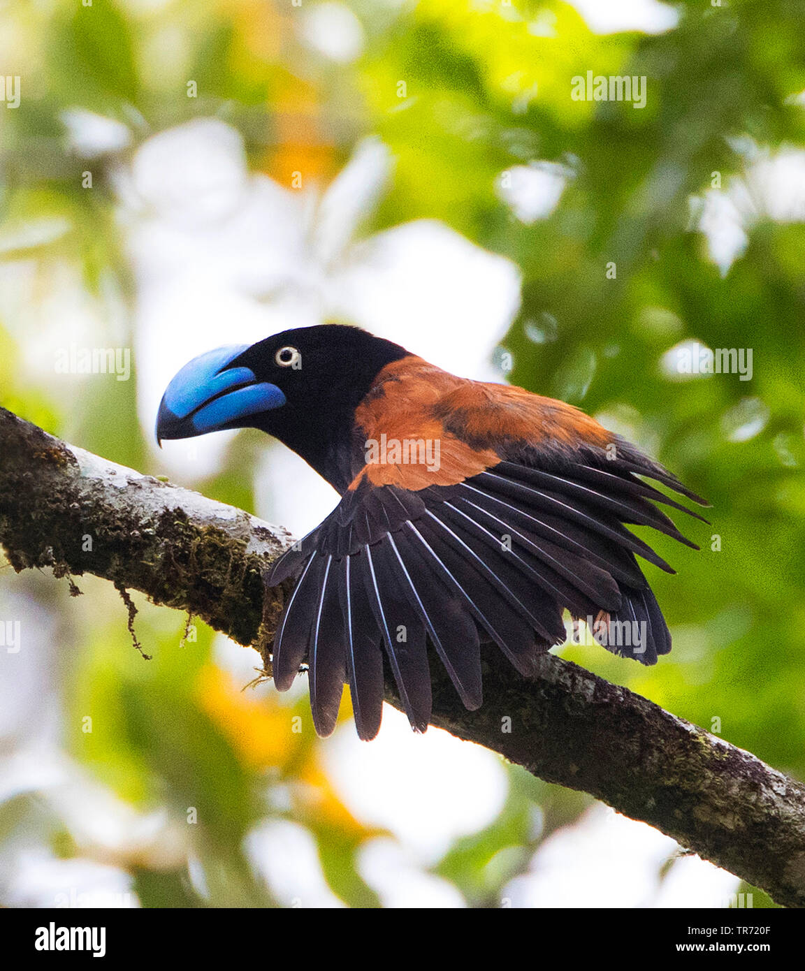 helmet bird (Euryceros prevostii), on a tree, Madagascar, near Perinet ...