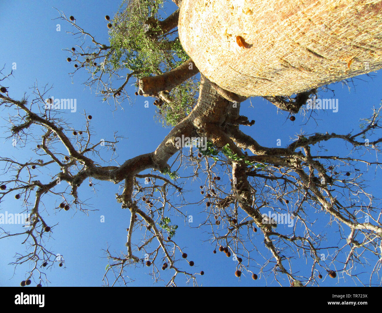 Spiny Tree High Resolution Stock Photography and Images - Alamy