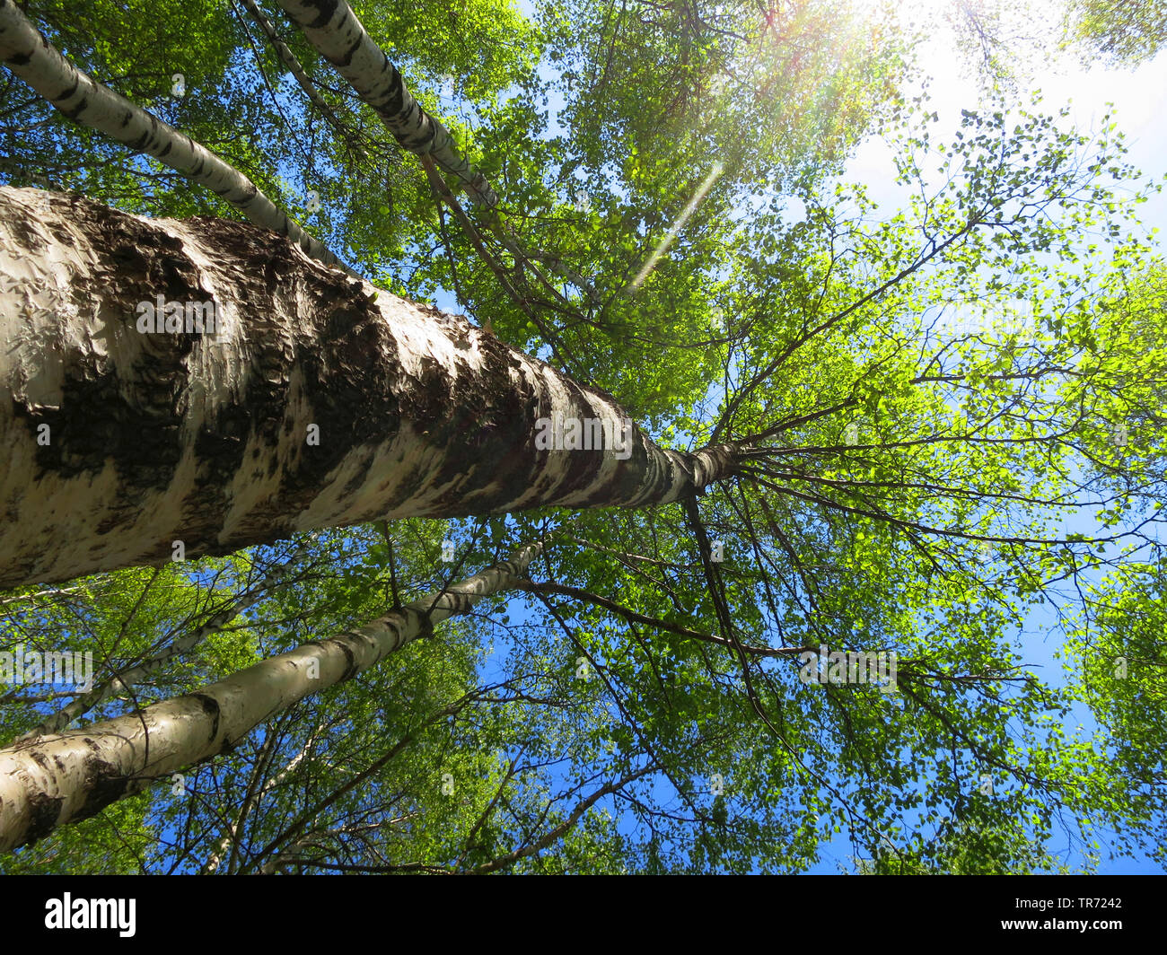 Birch forest at Old Peak, China, Hebei, Old Peak Stock Photo - Alamy