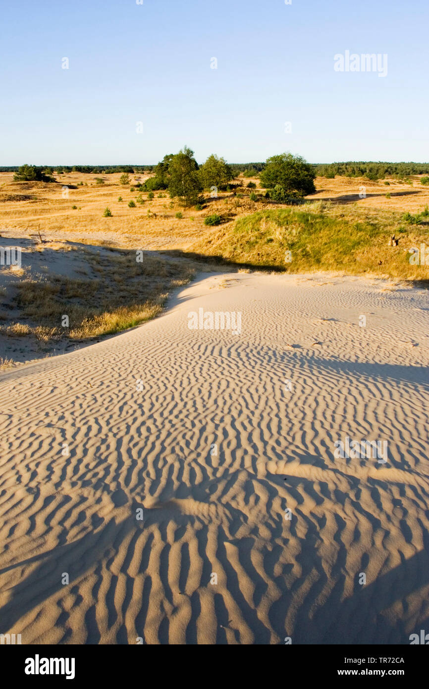 Kootwijkerzand hi-res stock photography and images - Alamy