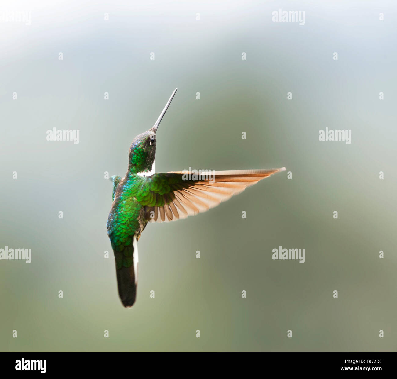 Collared inca hummingbirds hi-res stock photography and images - Alamy