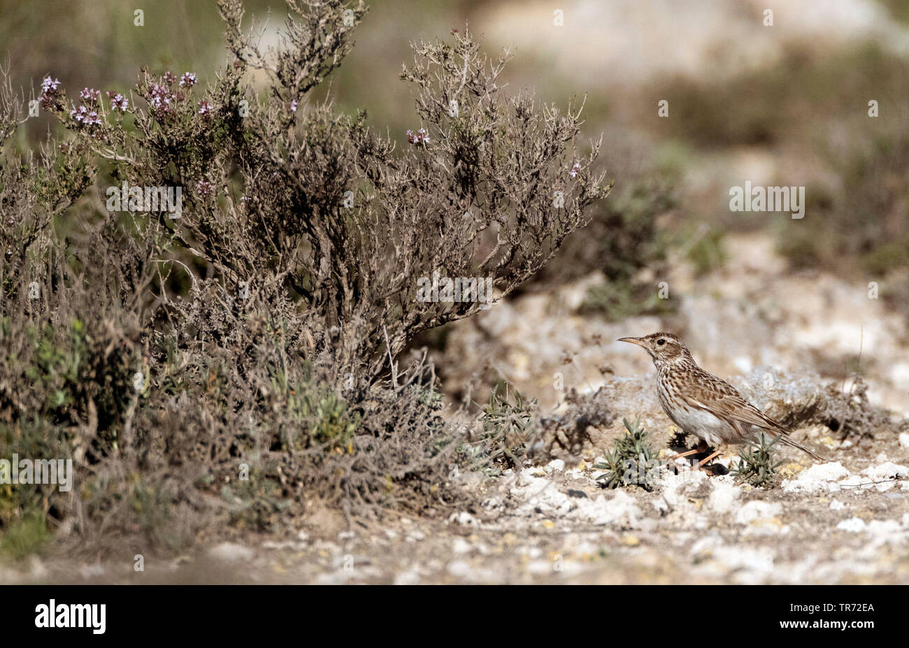 dupont's lark (Chersophilus duponti duponti), on the ground, Spain ...