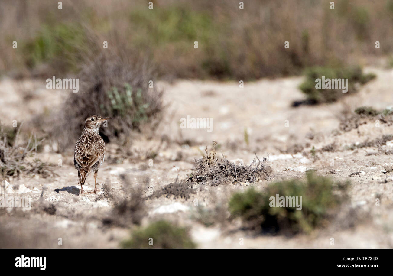 dupont's lark (Chersophilus duponti duponti), on the ground, Spain ...