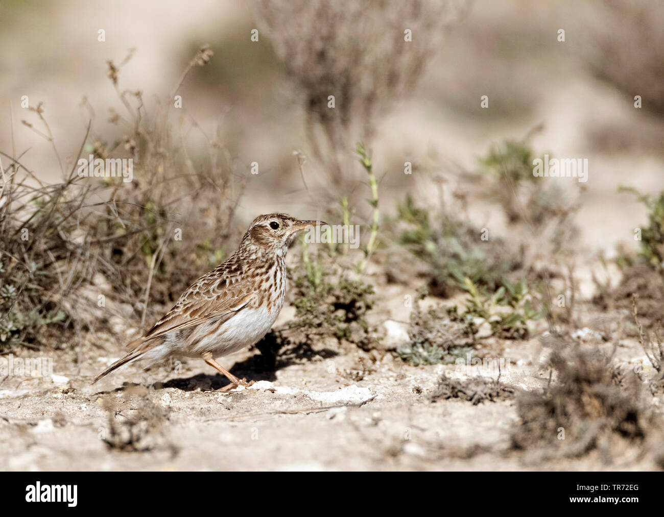 dupont's lark (Chersophilus duponti duponti), on the ground, Spain ...