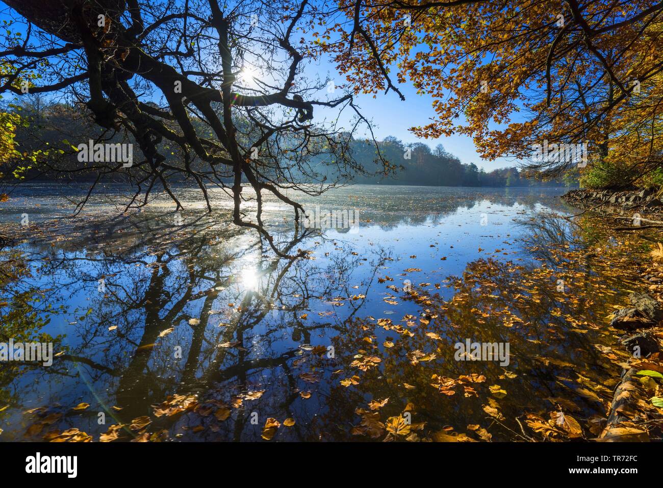 autumn leaves floating on the water, Germany, Saxony, Vogtlaendische ...