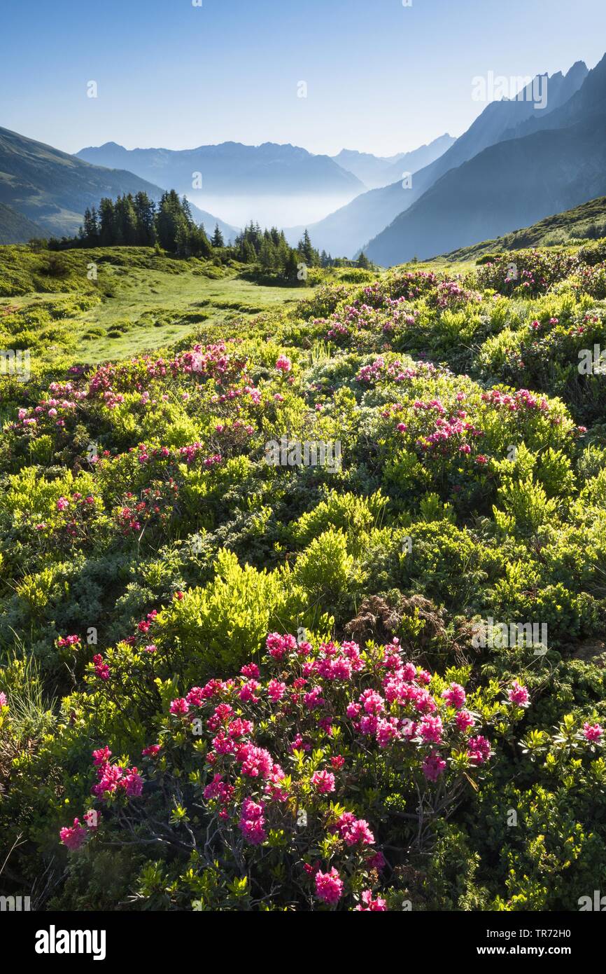 Alpine roses in the mountains hi-res stock photography and images - Alamy