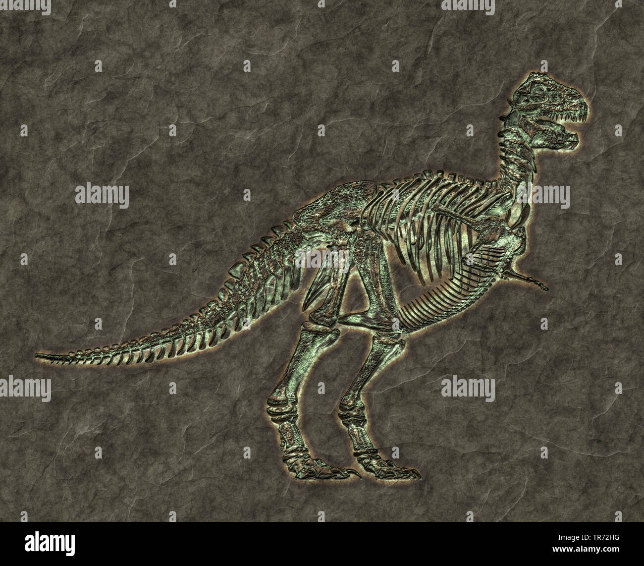 Tyrannosaurus rex skeleton drawing hi-res stock photography and images ...