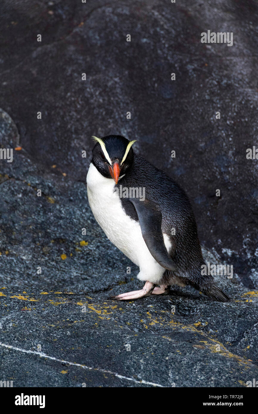 Milford sound new zealand penguin hi-res stock photography and images ...