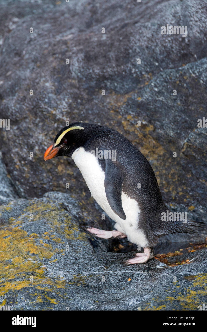 Milford sound new zealand penguin hi-res stock photography and images ...