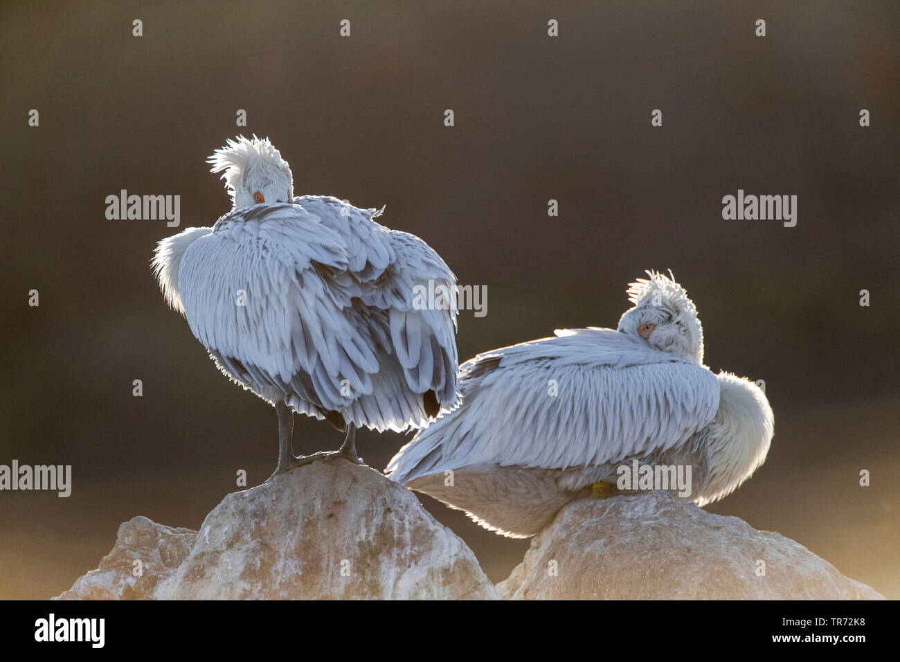 Sleeping pelican hi-res stock photography and images - Alamy