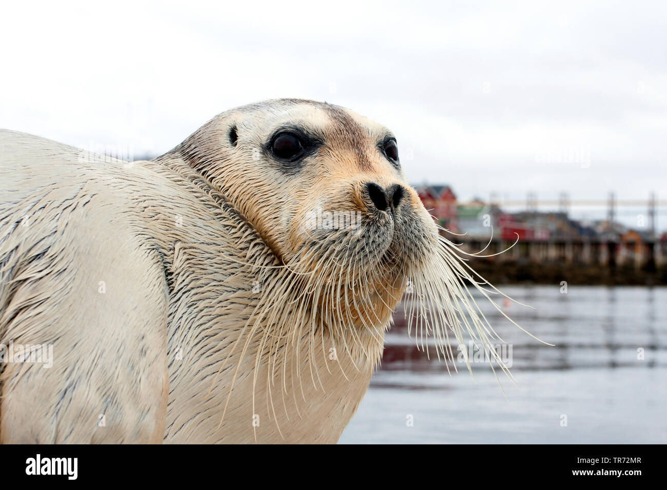 Bearded seal close up hi-res stock photography and images - Alamy