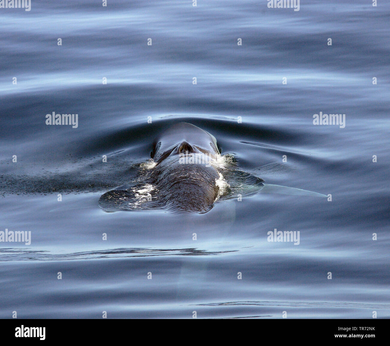 fin whale, common rorqual (Balaenoptera physalus), swimming, Spain, Bay ...