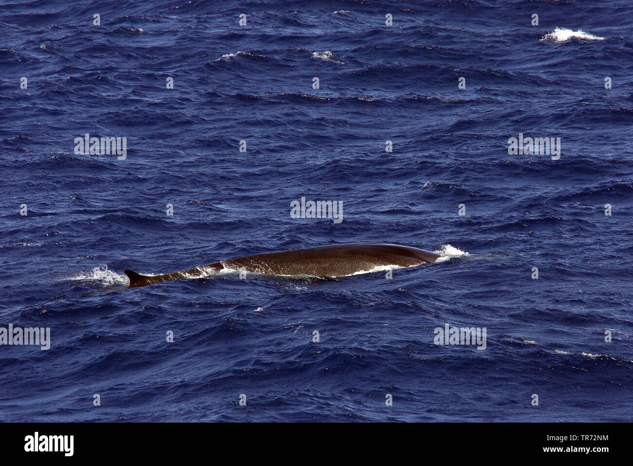fin whale, common rorqual (Balaenoptera physalus), swimming, Spain, Bay ...